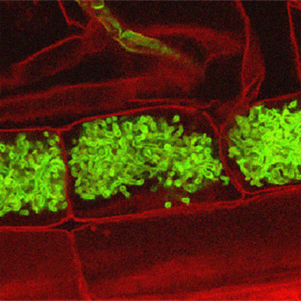 Symbiotic Connections Of Plants And Fungi