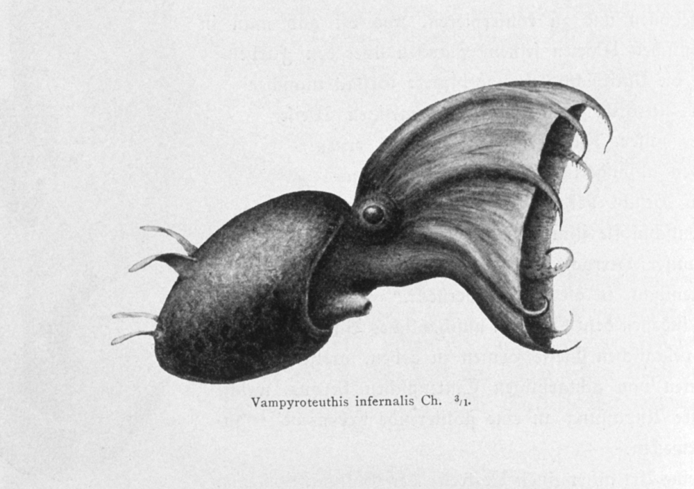 Sex Secrets Of The Vampire Squid