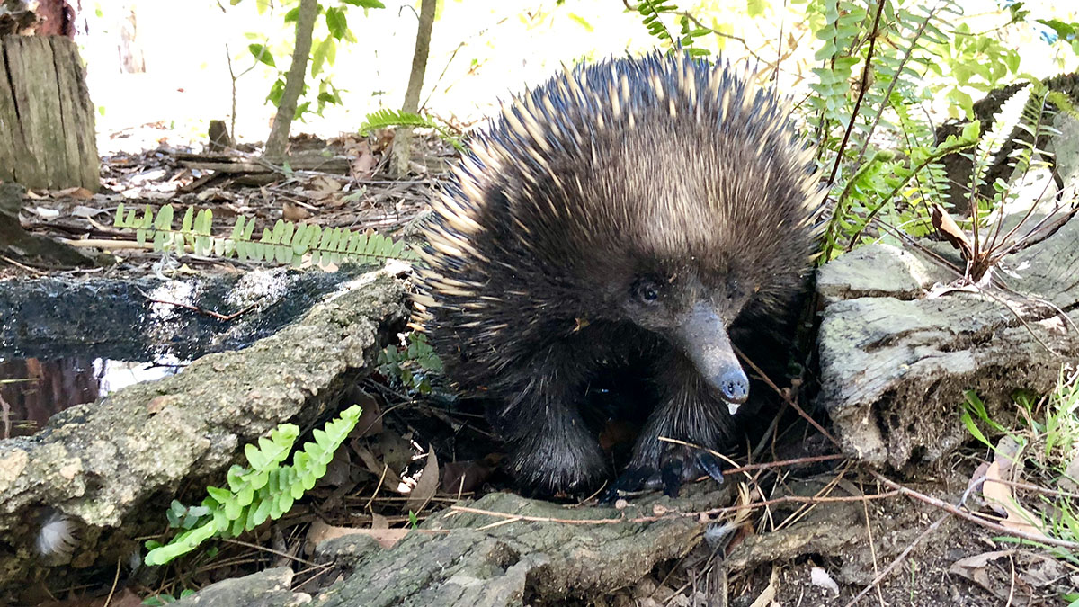 Echidnas blow bubbles of snot to keep cool Echidnas blow bubbles of snot to keep cool
